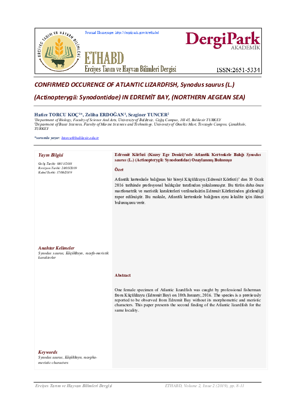 (PDF) Confirmed Occurence of Atlantic Lizardfish, Synodus saurus (L ...