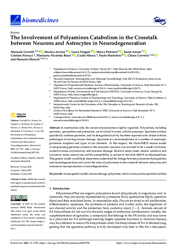 (PDF) Polyamines in Neuronal and Astrocyte Crosstalk