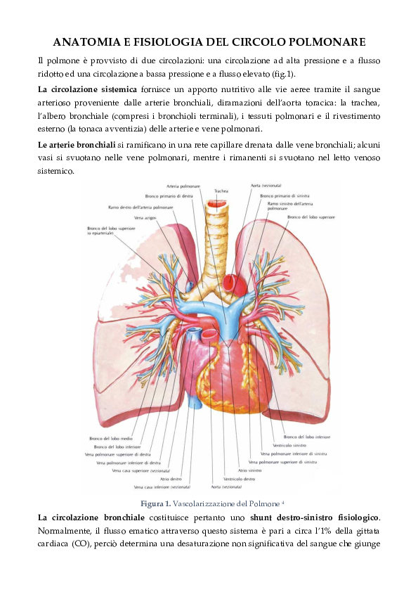 (PDF) ANATOMIA E FISIOLOGIA DEL CIRCOLO POLMONARE
