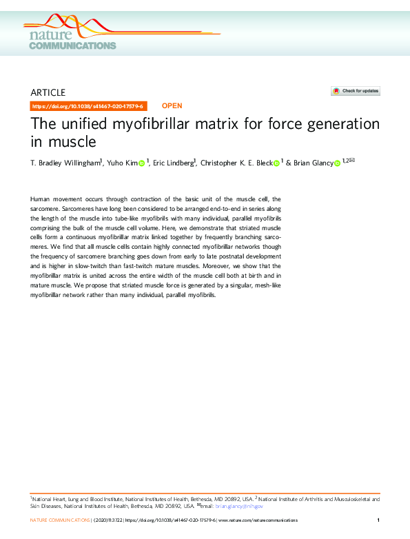 (PDF) The unified myofibrillar matrix for force generation in muscle