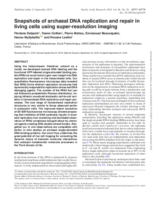 (PDF) Snapshots of archaeal DNA replication and repair in living cells ...