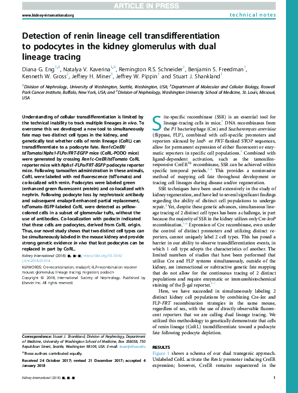 (PDF) Detection of renin lineage cell transdifferentiation to podocytes ...