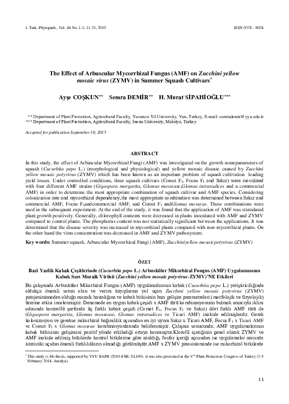 (PDF) The Effect of Arbuscular Mycorrhizal Fungus (AMF) on Zucchini ...