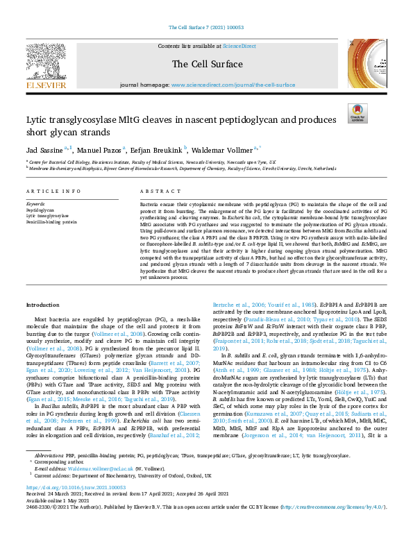 (PDF) Lytic transglycosylase MltG cleaves in nascent peptidoglycan and ...