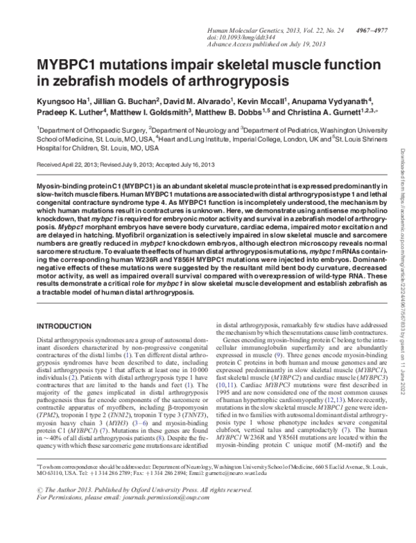(PDF) MYBPC1 mutations impair skeletal muscle function in zebrafish ...