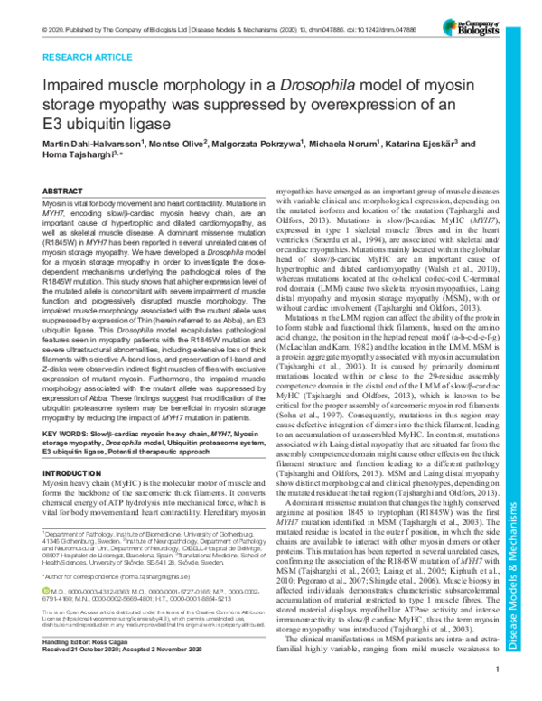 (PDF) Impaired muscle morphology in a Drosophila model of myosin ...