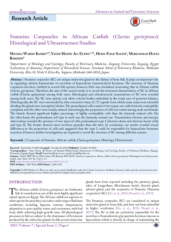 (PDF) Stannius Corpuscles in African Catfish (Clarias gariepinus ...