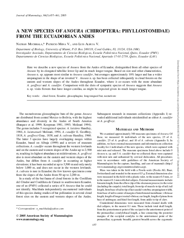 (PDF) A New Species of Anoura (Chiroptera: Phyllostomidae) from the ...
