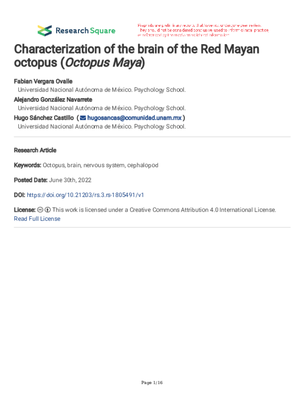 (PDF) Characterization of the brain of the Red Mayan octopus (Octopus Maya)