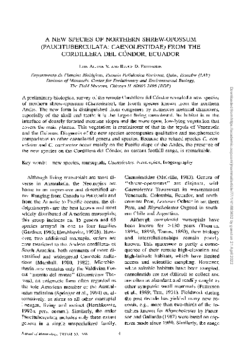 (PDF) A New Species of Northern Shrew-Opossum (Paucituberculata ...