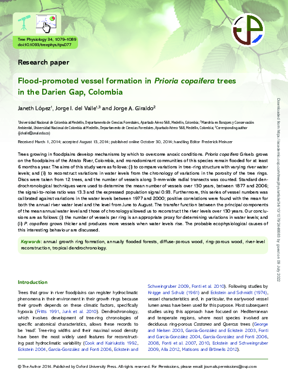 (PDF) Flood-promoted vessel formation in Prioria copaifera trees in the ...