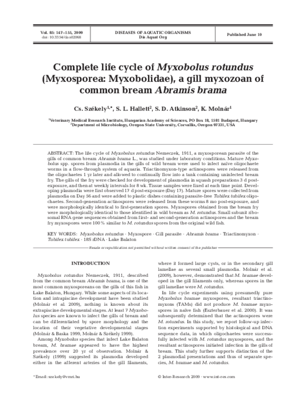 (PDF) Complete life cycle of Myxobolus rotundus (Myxosporea ...