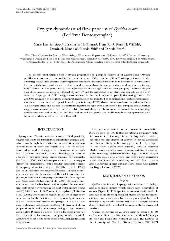 (PDF) Oxygen dynamics and flow patterns of Dysidea avara (Porifera ...