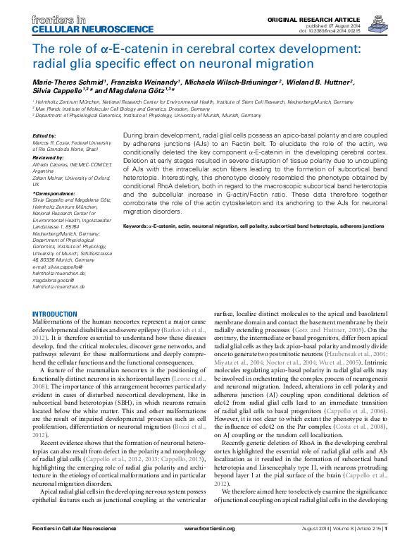 (PDF) The role of α-E-catenin in cerebral cortex development: radial glia specific effect on ...