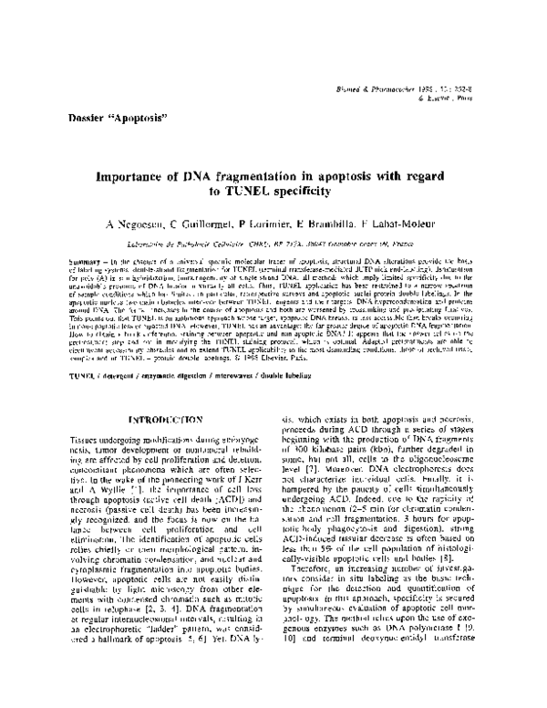 (PDF) Importance of DNA fragmentation in apoptosis with regard to TUNEL ...