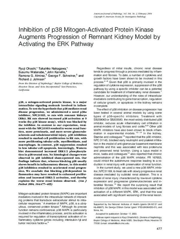 (PDF) Inhibition of p38 Mitogen-Activated Protein Kinase Augments Progression of Remnant Kidney ...