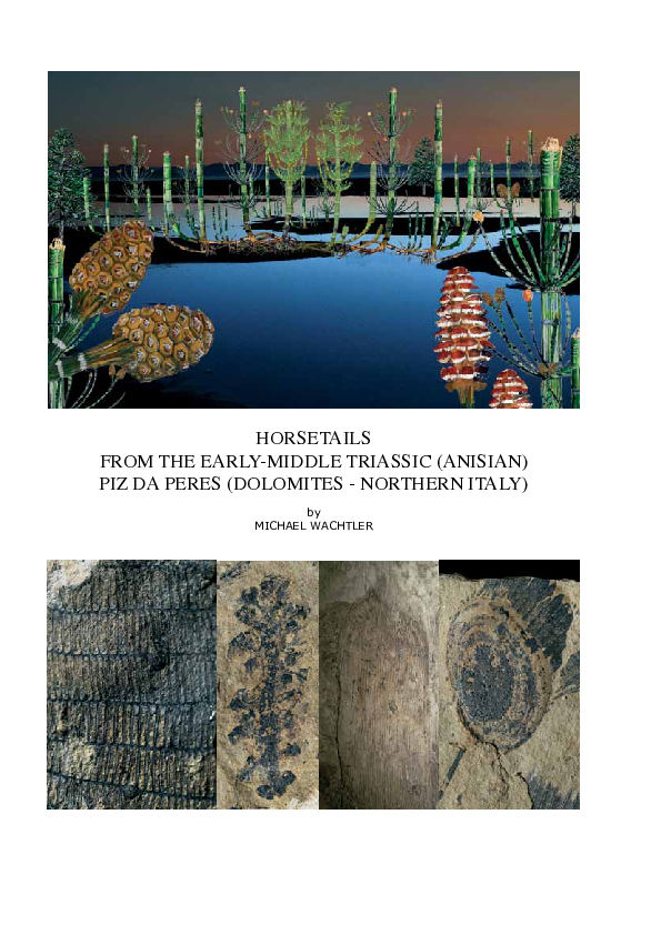 (PDF) Sphenophyta HORSETAILS FROM THE EARLY-MIDDLE TRIASSIC ( ANISIAN ...