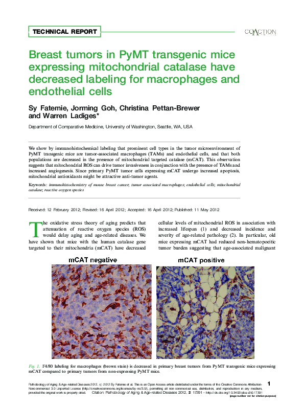 (PDF) Breast tumors in PyMT transgenic mice expressing mitochondrial ...