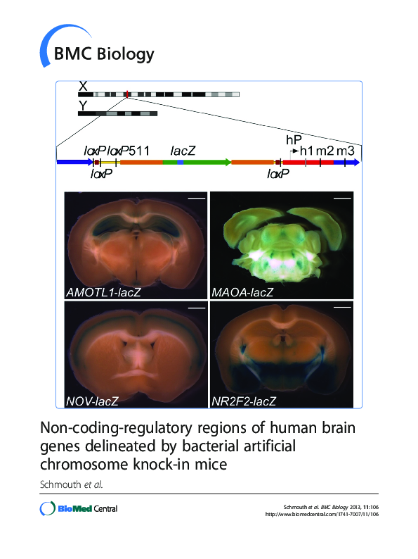 (PDF) Non-coding-regulatory regions of human brain genes delineated by bacterial artificial ...