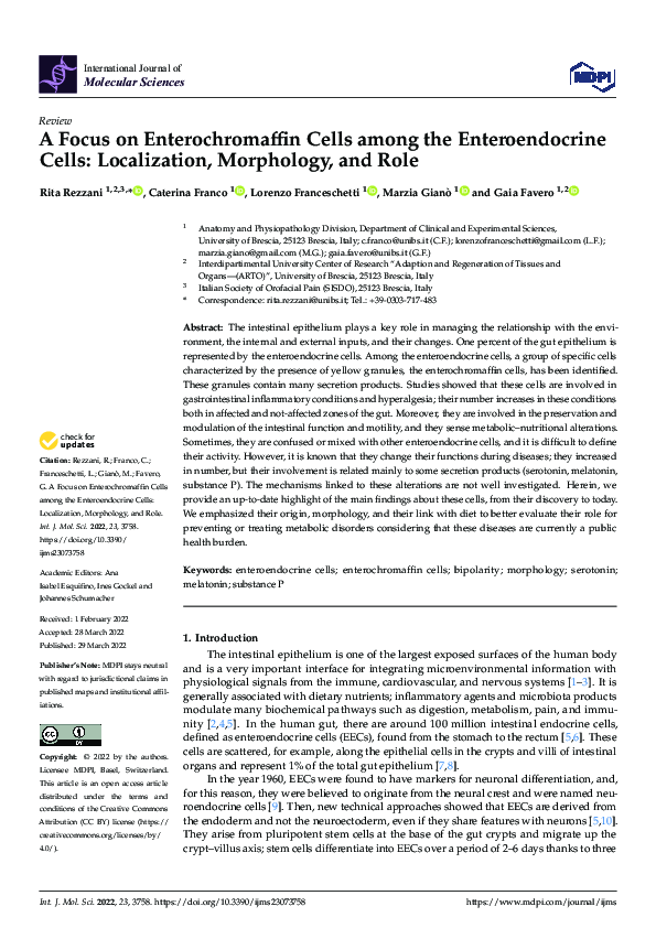 (PDF) A Focus on Enterochromaffin Cells among the Enteroendocrine Cells ...