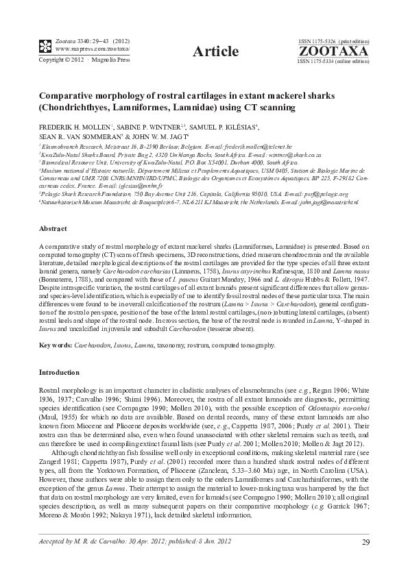 Comparative morphology of rostral cartilages in extant mackerel sharks ...