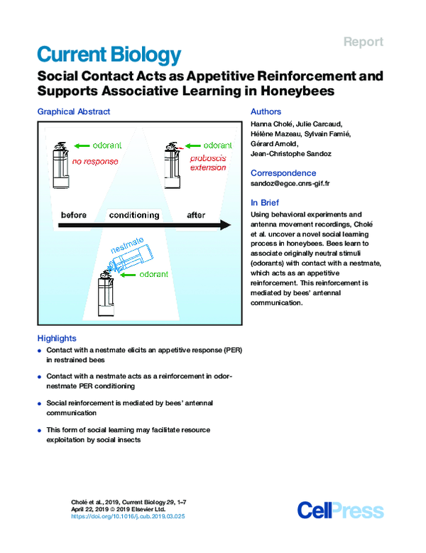 (PDF) Social Contact Acts as Appetitive Reinforcement and Supports ...