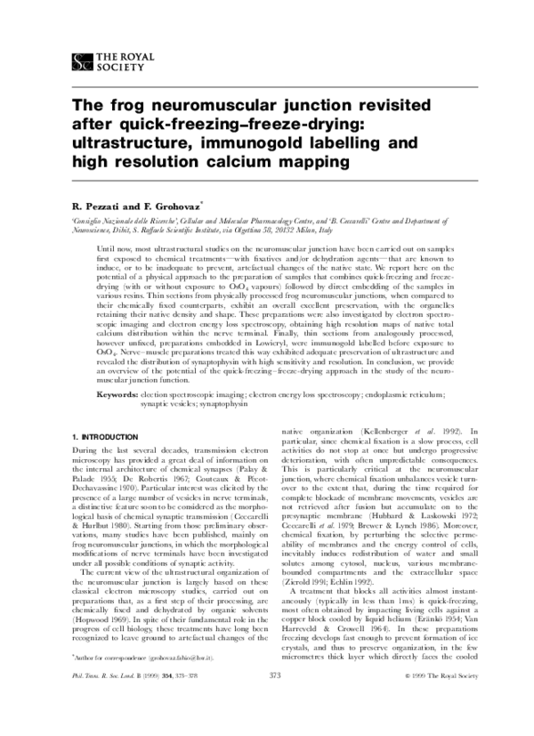 (PDF) The frog neuromuscular junction revisited after quick-freezing ...