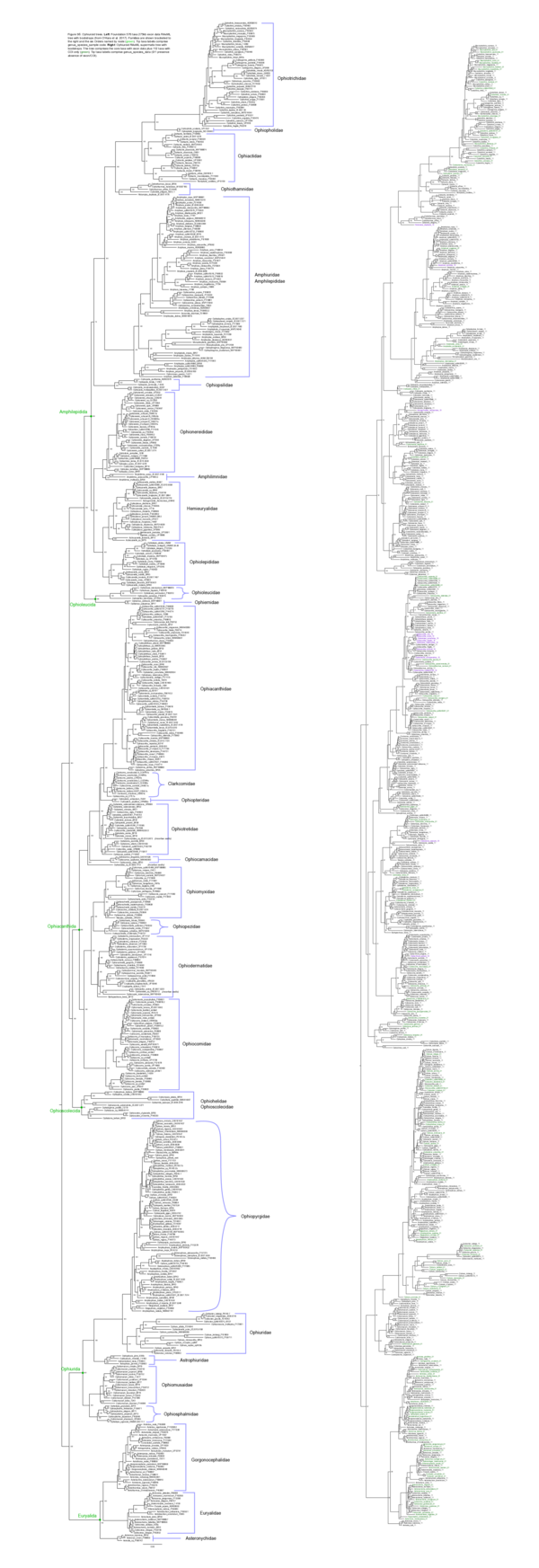 (PDF) Figure S6. Trees with bootstrap support from The importance of ...