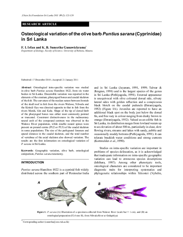 (PDF) Osteological variation of the olive barb Puntius sarana ...