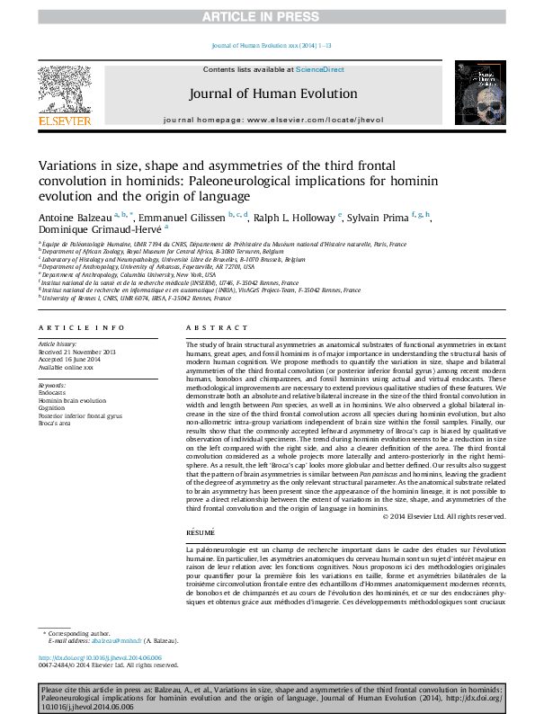 Pdf Variations In Size Shape And Asymmetries Of The Third Frontal Convolution In Hominids