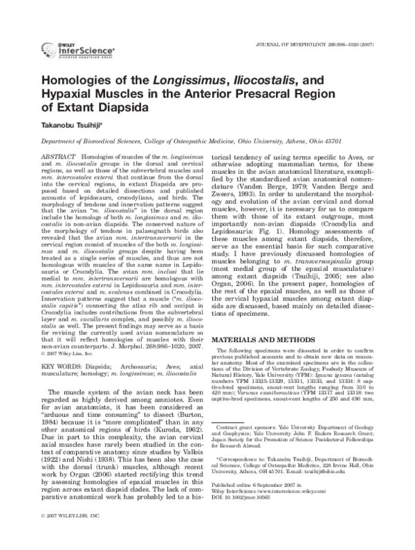 (PDF) Homologies of thelongissimus,iliocostalis, and hypaxial muscles ...