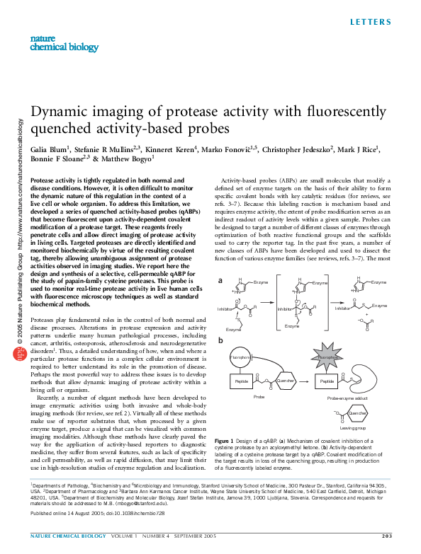 (PDF) Dynamic imaging of protease activity with fluorescently quenched ...