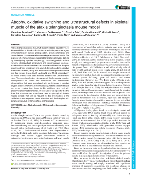 (PDF) Atrophy, oxidative switching and ultrastructural defects in ...
