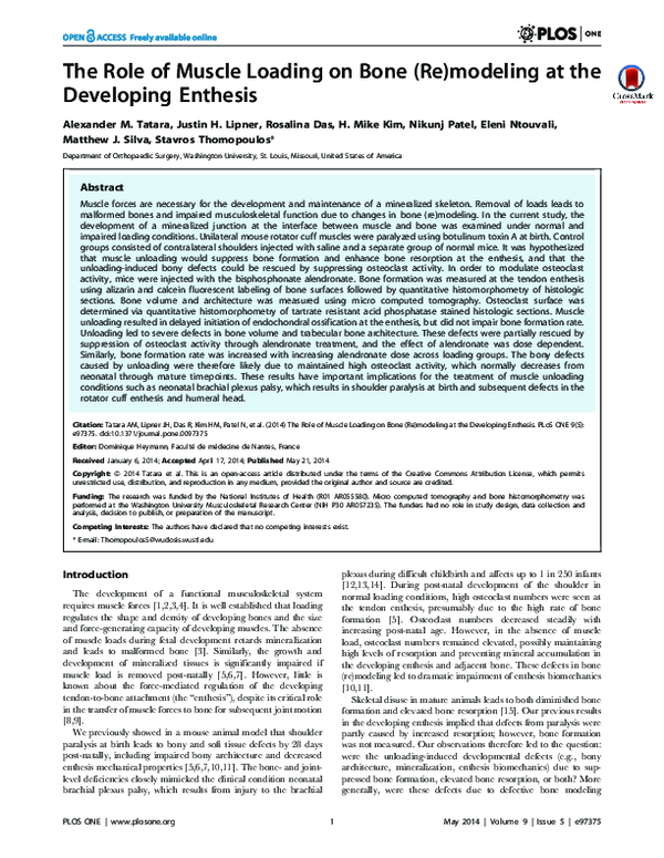 (PDF) The Role of Muscle Loading on Bone (Re)modeling at the Developing ...