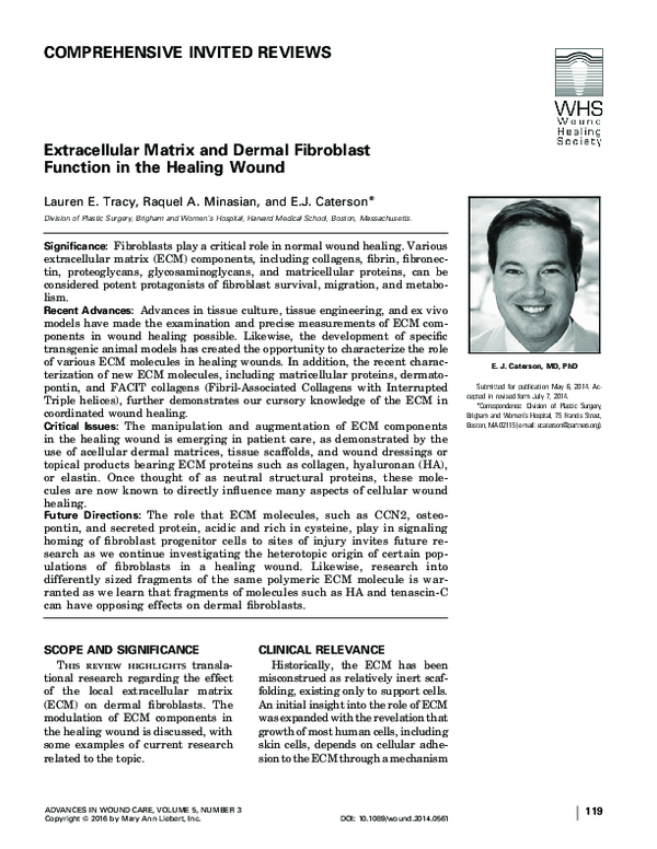 (PDF) Extracellular Matrix and Dermal Fibroblast Function in the ...