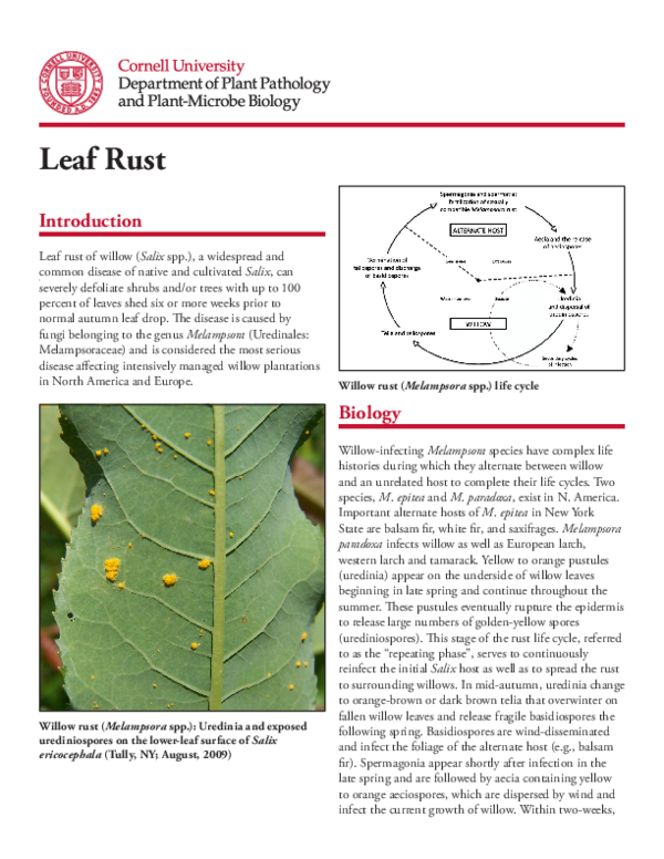 (PDF) Leaf Rust