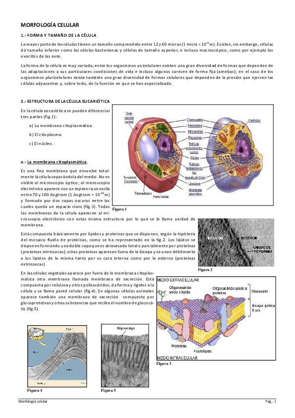 Organelos Celulares Organelos Celulares Y Sus Funciones BIOLOGIA