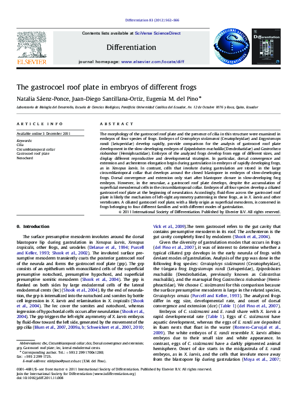 (PDF) The gastrocoel roof plate in embryos of different frogs | Natalia ...