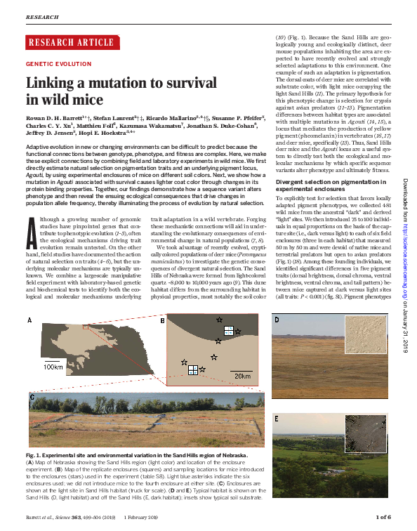 (PDF) Linking a mutation to survival in wild mice