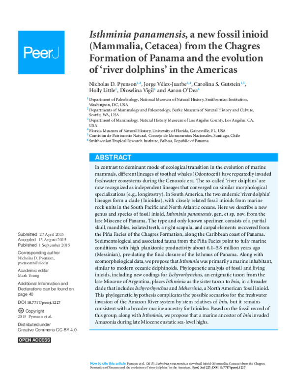 (PDF) Isthminia panamensis, a new fossil inioid (Mammalia, Cetacea ...