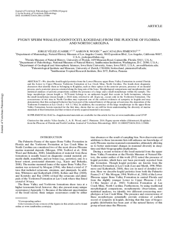 (PDF) Pygmy sperm whales (Odontoceti, Kogiidae) from the Pliocene of Florida and North Carolina