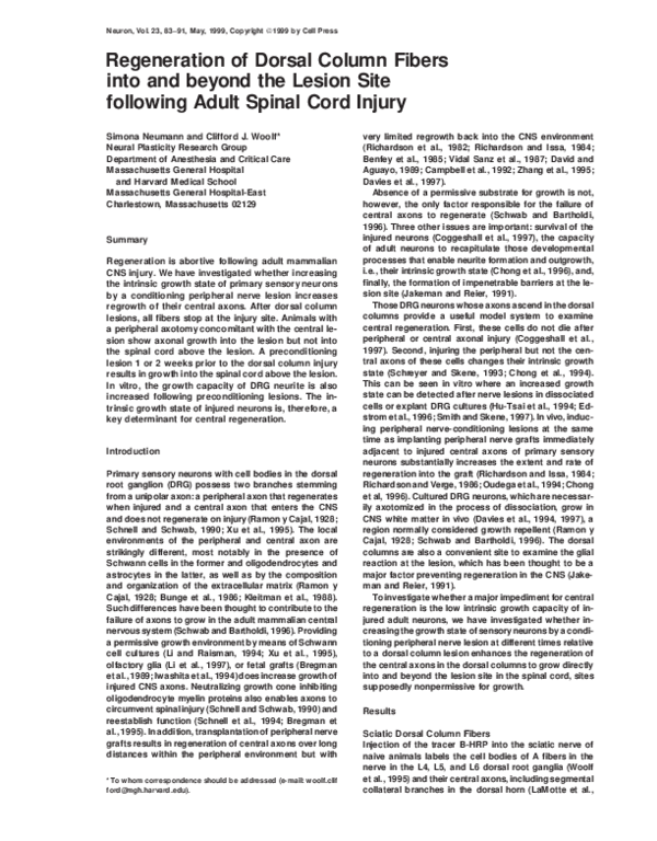 (PDF) Regeneration of Dorsal Column Fibers into and beyond the Lesion ...