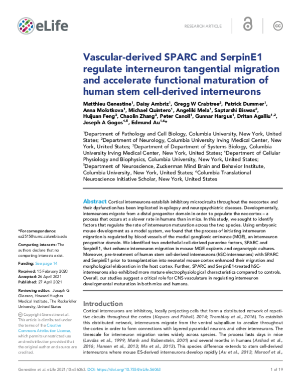 (PDF) Vascular-Derived SPARC and SerpinE1 Regulate Interneuron ...