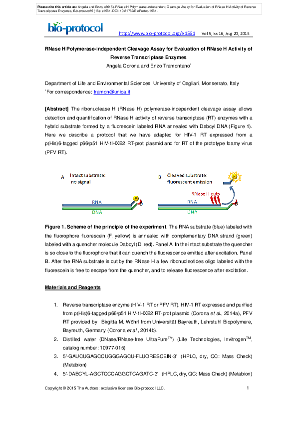 (PDF) RNase H Polymerase-independent Cleavage Assay for Evaluation of ...