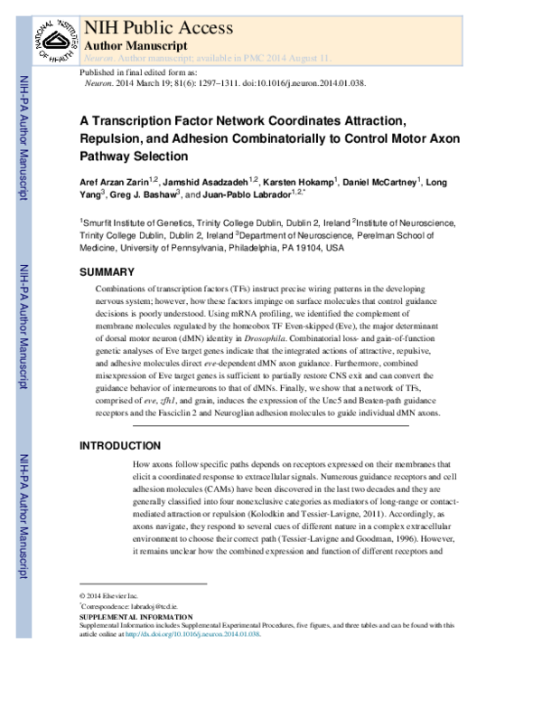 (PDF) A Transcription Factor Network Coordinates Attraction, Repulsion ...