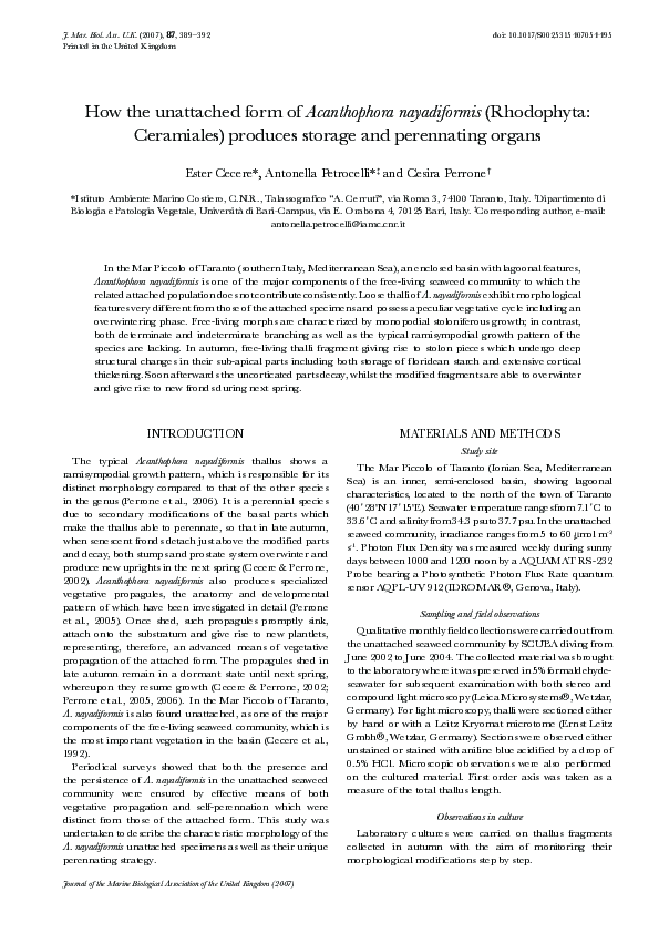 (PDF) How the unattached form of Acanthophora nayadiformis (Rhodophyta ...