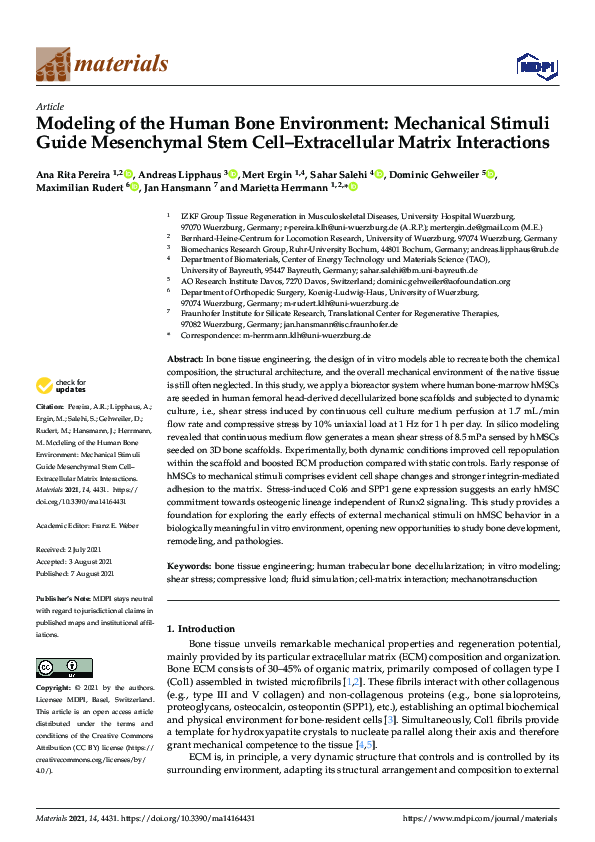 (PDF) Modeling of the Human Bone Environment: Mechanical Stimuli Guide ...