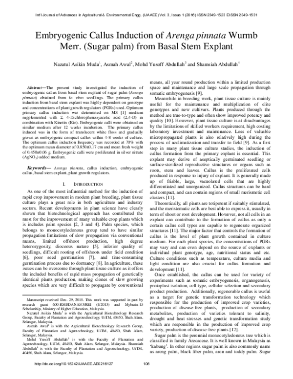 (PDF) Embryogenic Callus Induction of Arenga pinnata Wurmb Merr. (Sugar ...