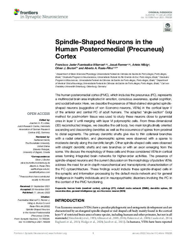 (PDF) Spindle-Shaped Neurons in the Human Posteromedial (Precuneus) Cortex