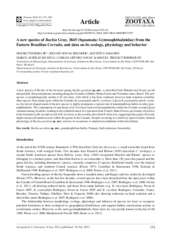 (PDF) A new species of Bachia Gray, 1845 (Squamata: Gymnophthalmidae ...